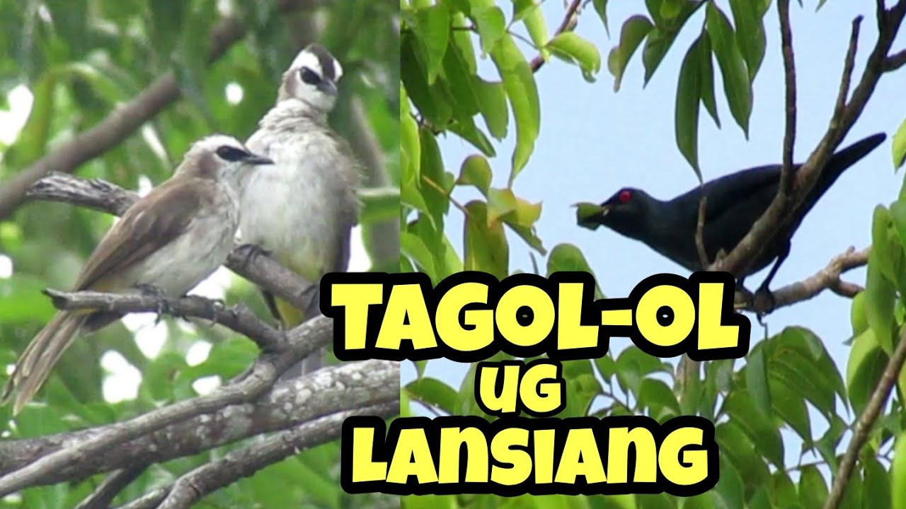 Tagol-ol ug Lansiang - YouTube