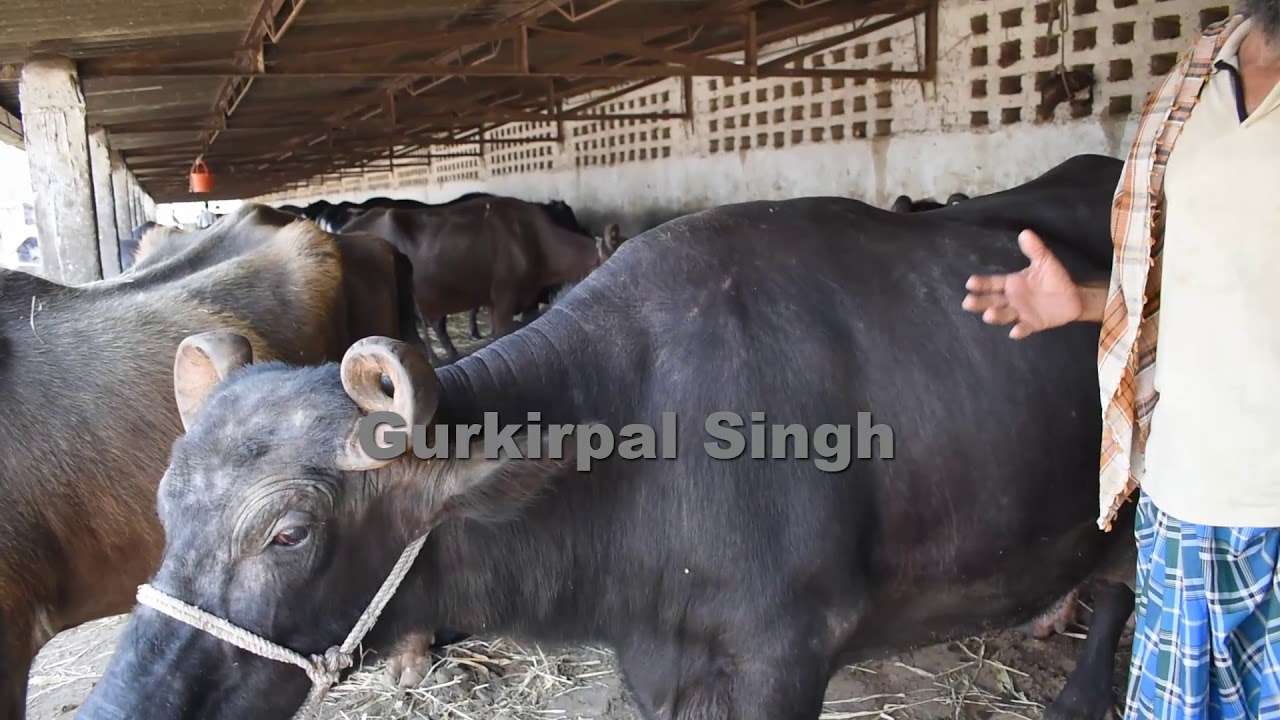 Banni buffalo available at Hyderabad - YouTube