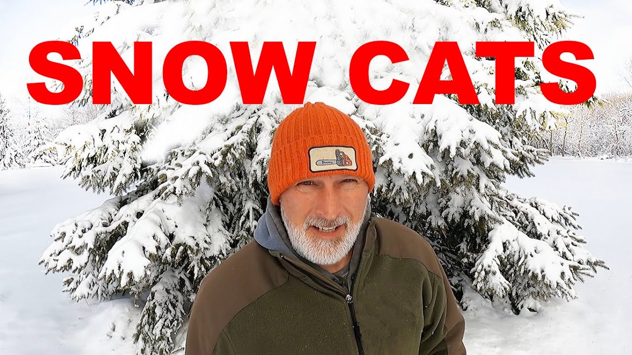 Snow Cats Soy beans! - YouTube