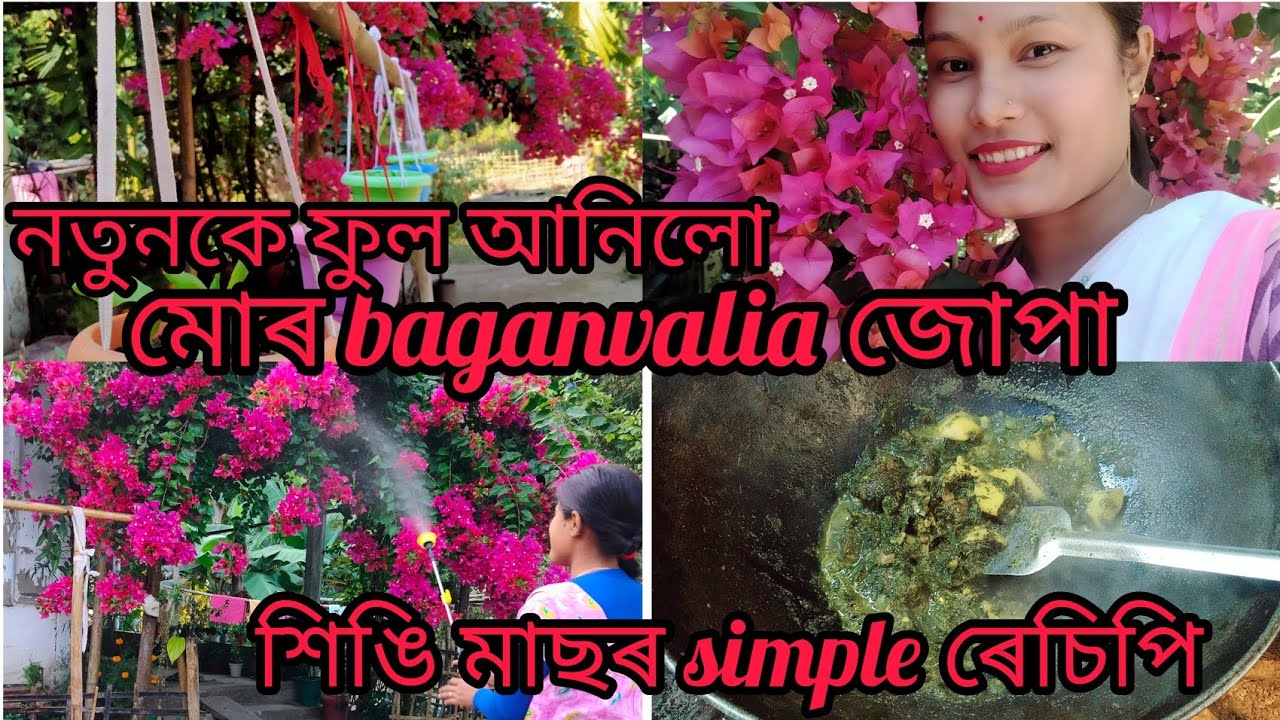 Baganvalia Flowering🌸শিঙি মাছৰ simple ৰেচিপি🐟New season Flower 🌸🌸 - YouTube