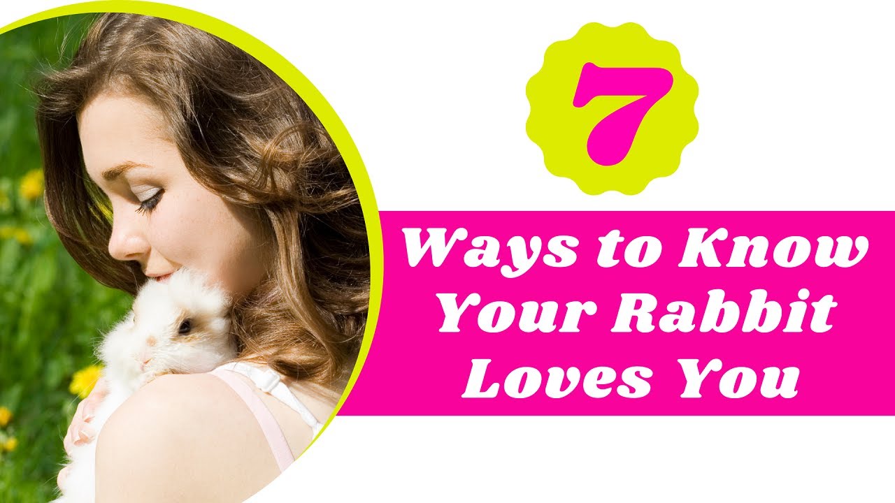 7 Ways How to Tell If Your Bunny Loves You ! Pet Lovers - YouTube