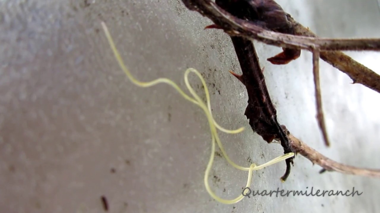 Hair worm - YouTube