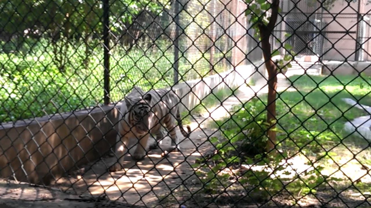At lucknow zoo - YouTube