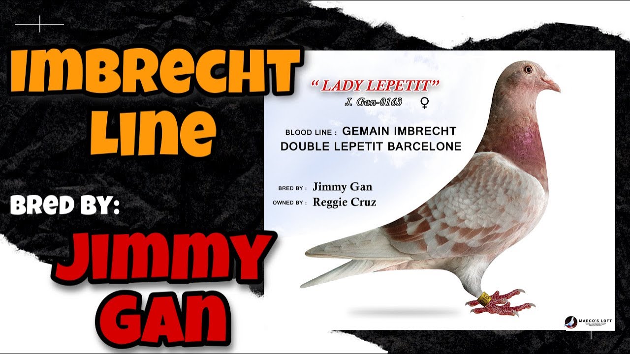 IMBRECHT LINE BRED BY MR.JIMMY GAN | KALAPATIPS MONDAY ROUTINE |Reggie ...