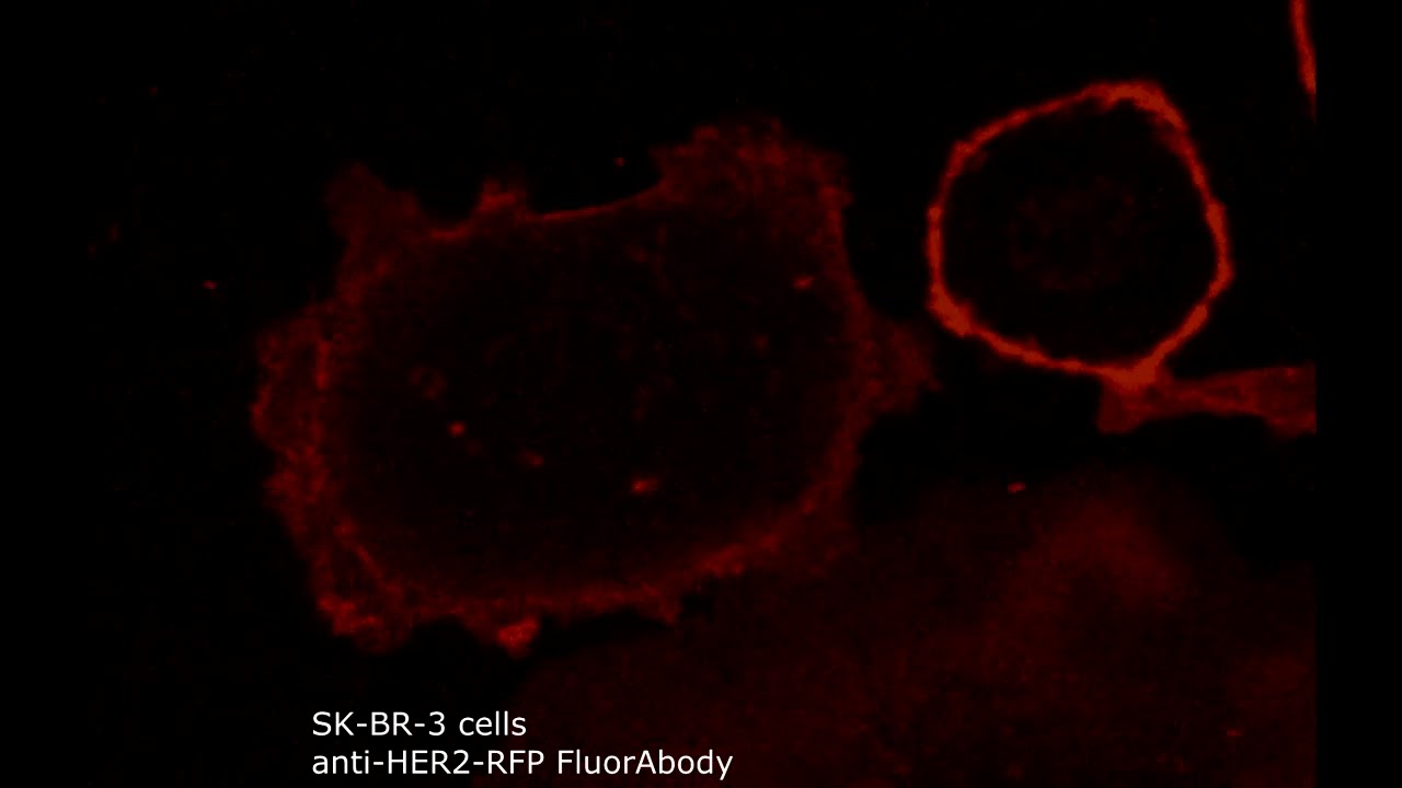 Superfolder GFP & Split GFP - Sandia Biotech - Protein Folding Assay ...