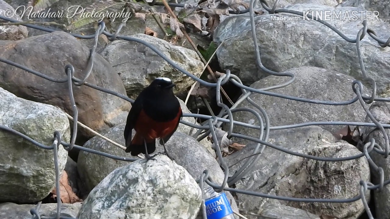 White-Capped Redstart - YouTube