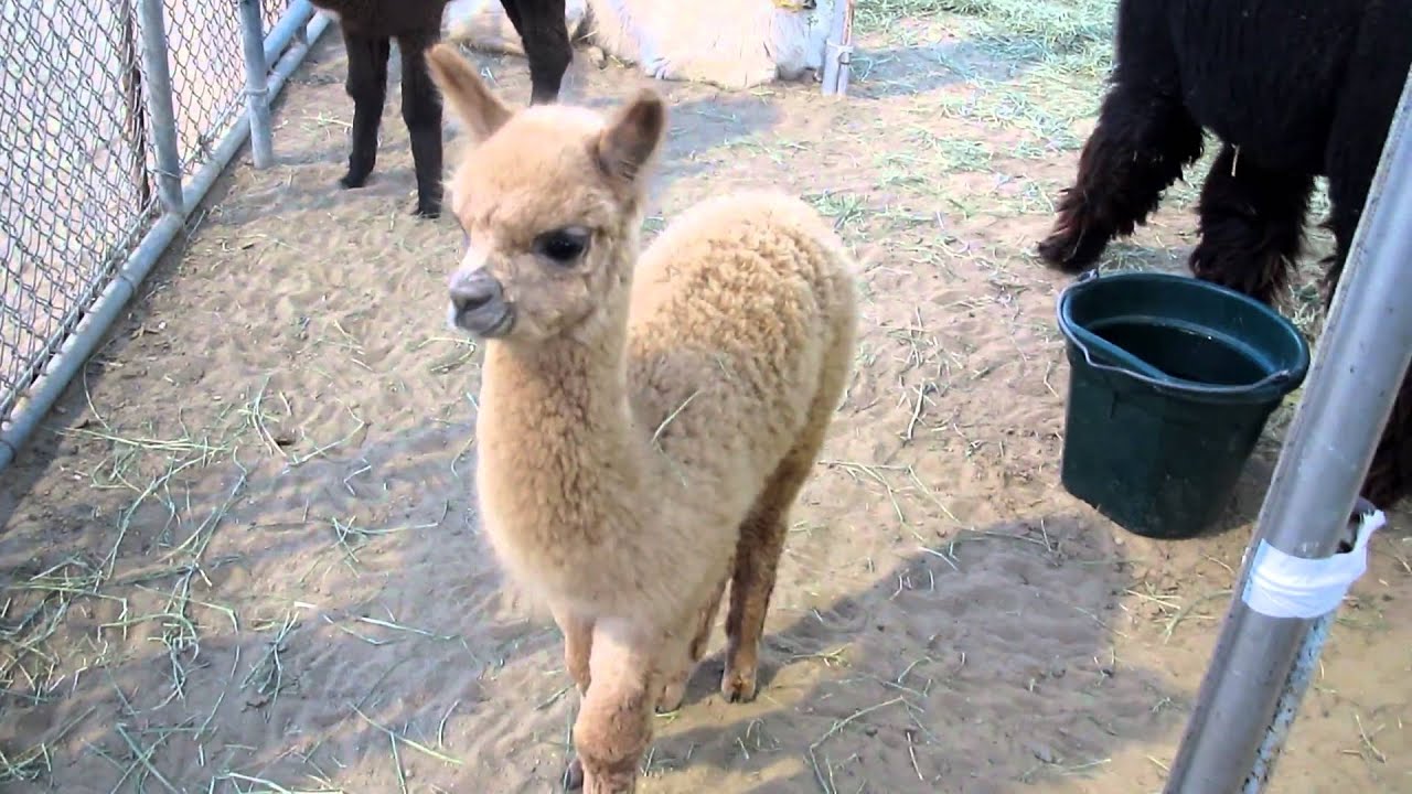 silly alpaca behavior - YouTube