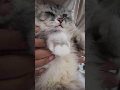 beng beng kucing manja ganteng