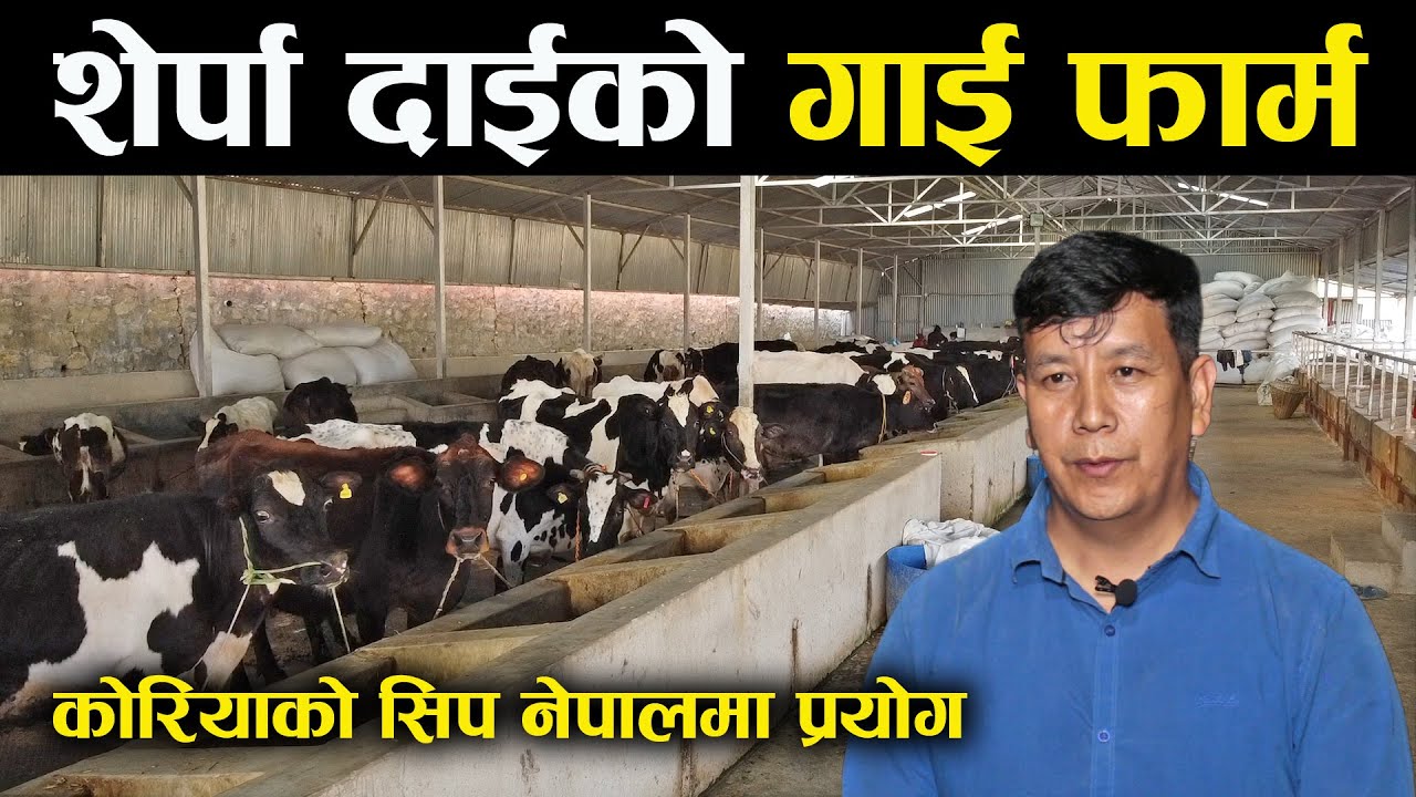 कोरियाको सिप नेपालमा प्रयोग गरिरहेका टेण्डी शेर्पा - Cow husbandry ...