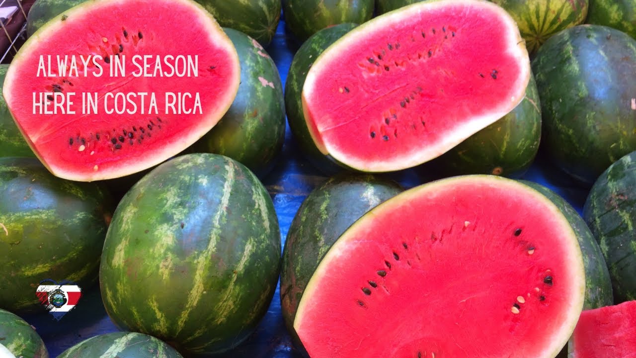 Costa Rica's Delicious Watermelon: Always in Season! A Costa Rica Pura ...