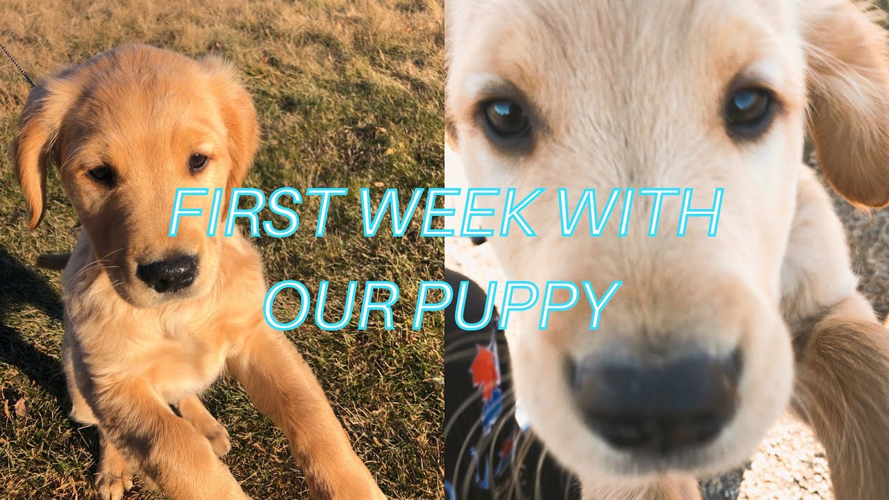 First Week With Our New Puppy 🐾 - YouTube