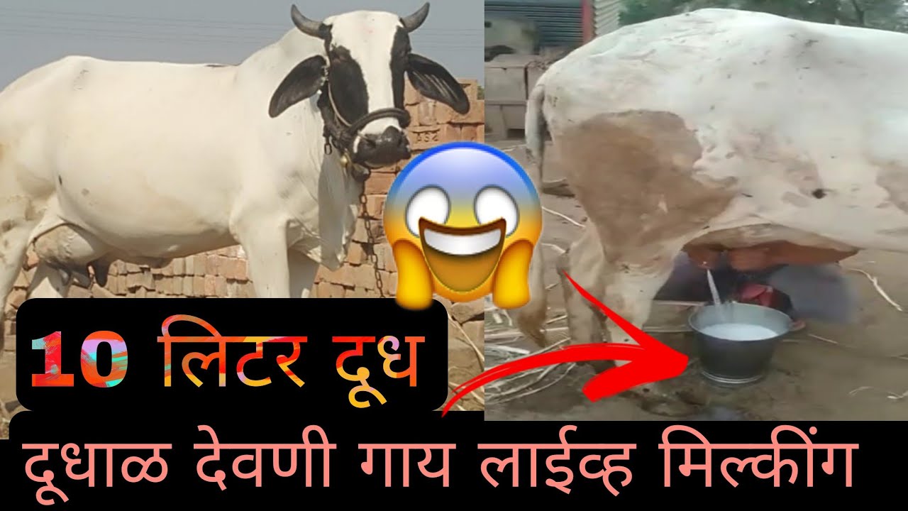 जास्त दूधाची देवणी गाय #deoni cow live milking#deoni cow milk - YouTube