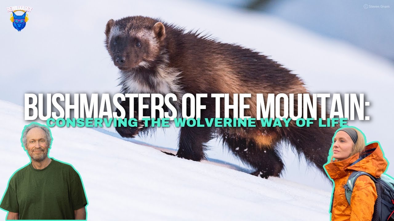Bushmasters of the Mountain: Conserving the Wolverine Way of Life with ...
