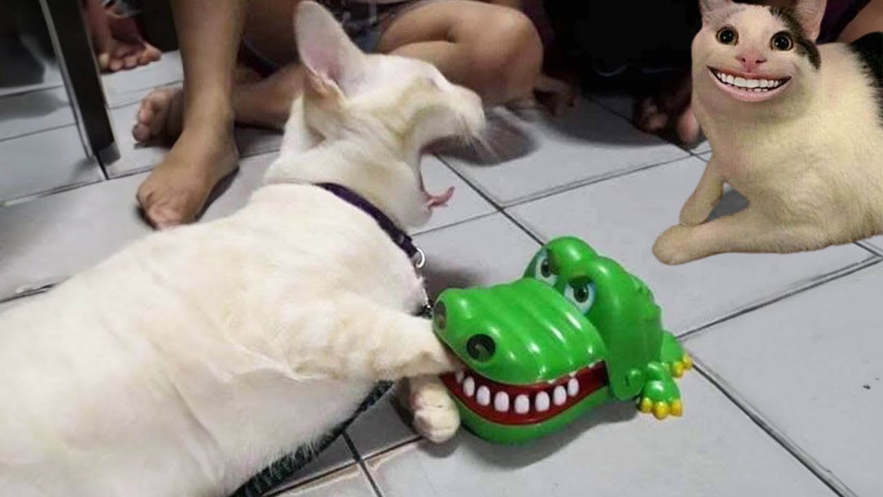 Compilation Of Funny Animal Antics That Will Make You Happy All Day - Best Dog and Cat Video ...