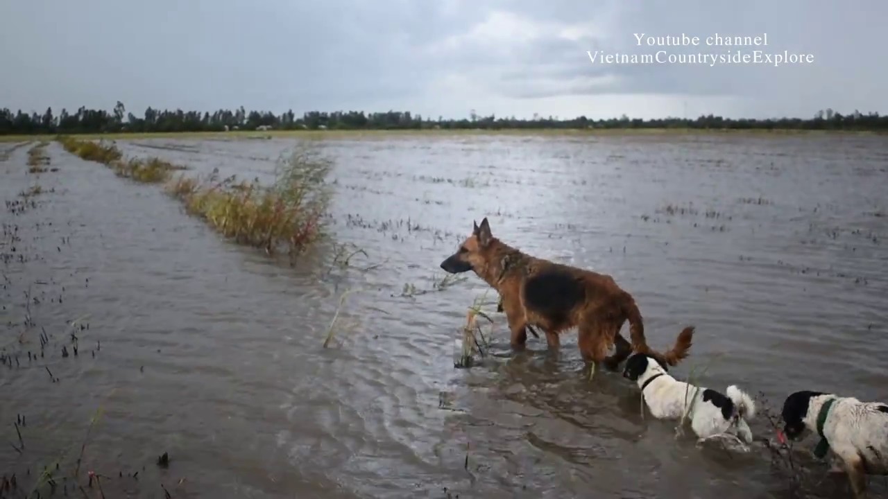 Dogs running on rice field in floating season - YouTube