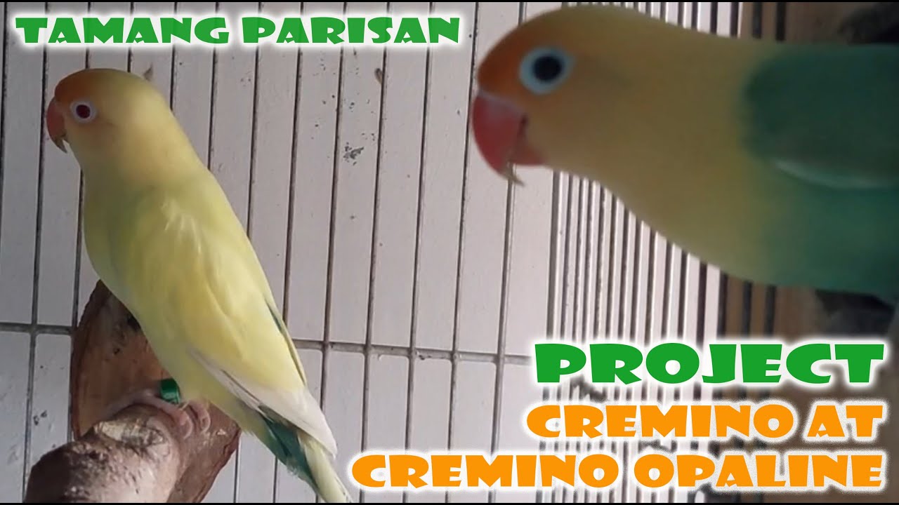 PAANONG GUMAWA NG CREMINO AT CREMINO OPALINE - YouTube