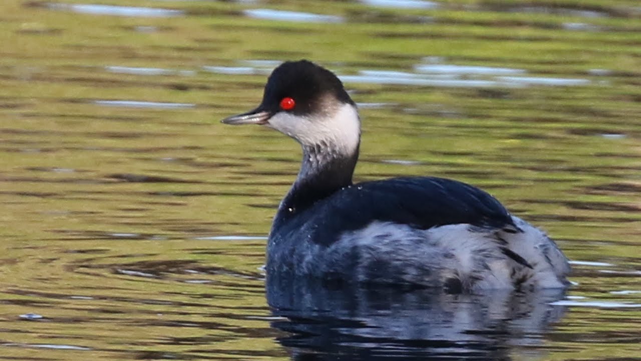 Black-necked Grebe (Eared Grebe) winter plumage | Podiceps nigricollis - YouTube