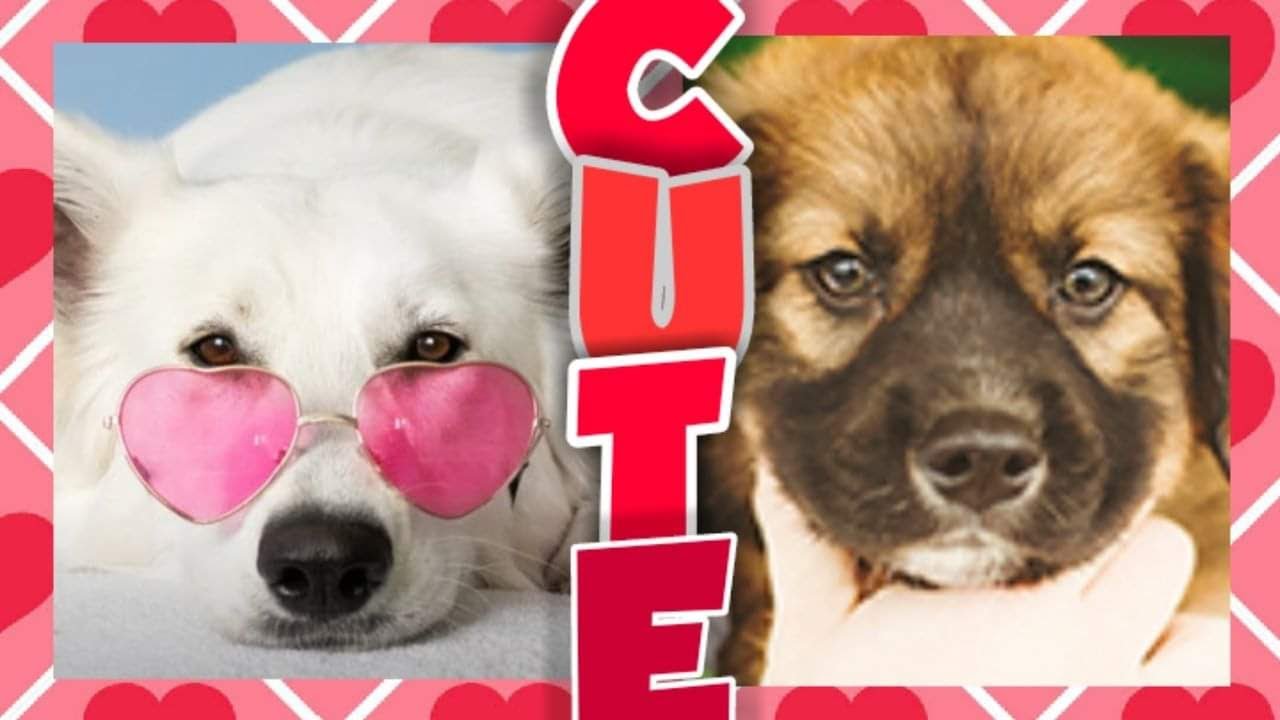 BOUNCE Back | Dog action in reversal - YouTube