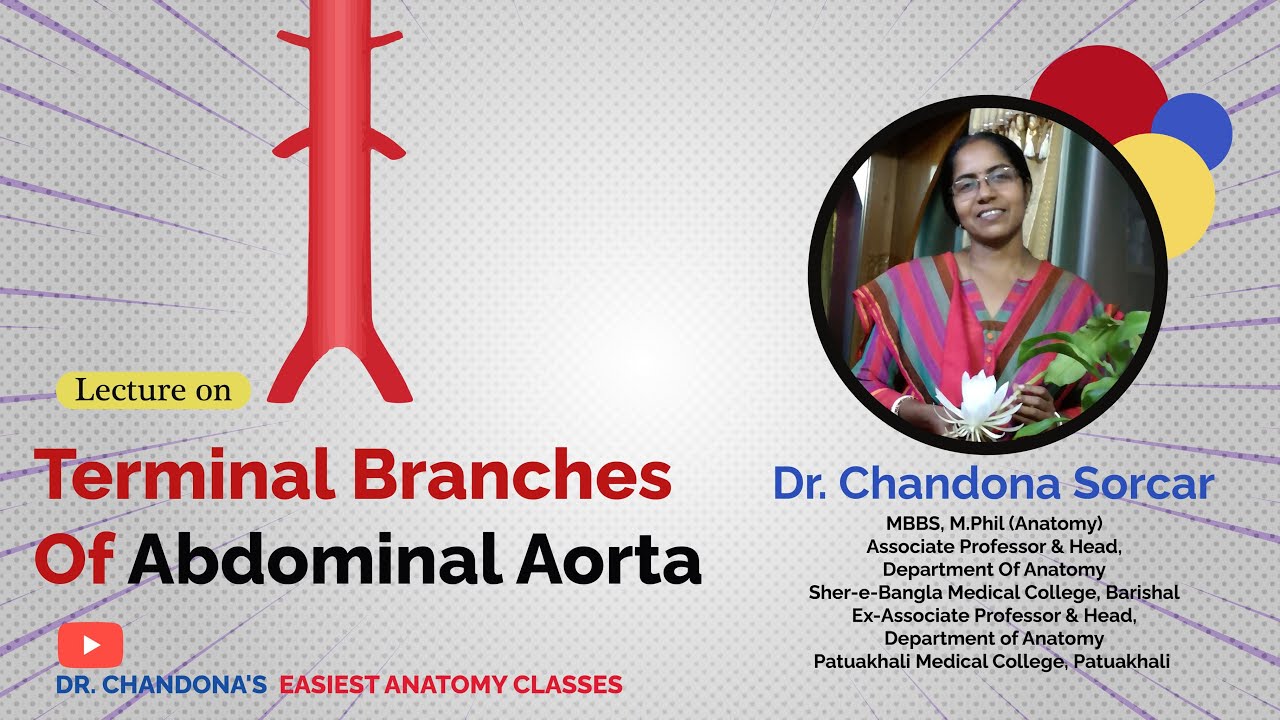 Lecture On Terminal Branches Of Abdominal Aorta - YouTube