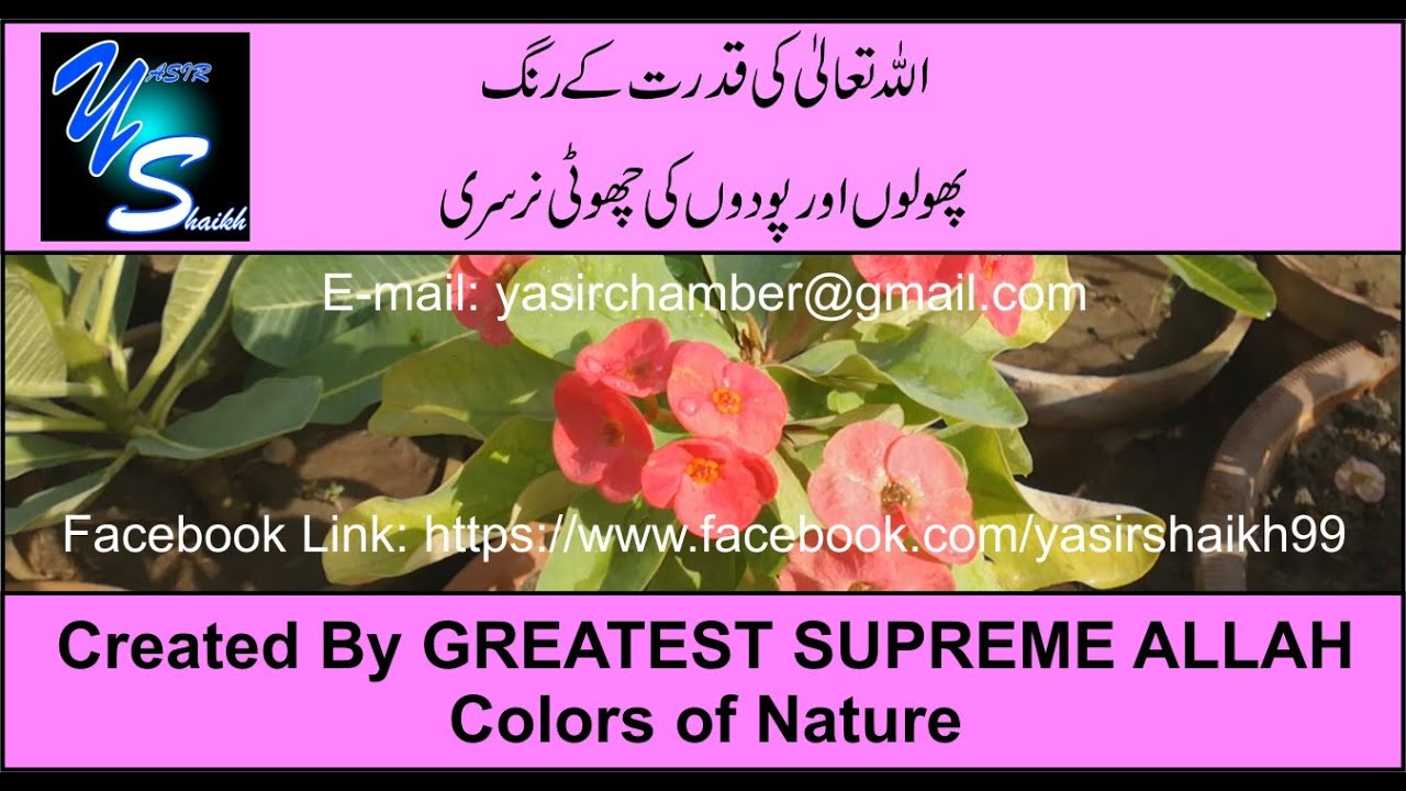 Small Nursery of Flowers & Plants | Created By GREATEST SUPREME ALLAH ...