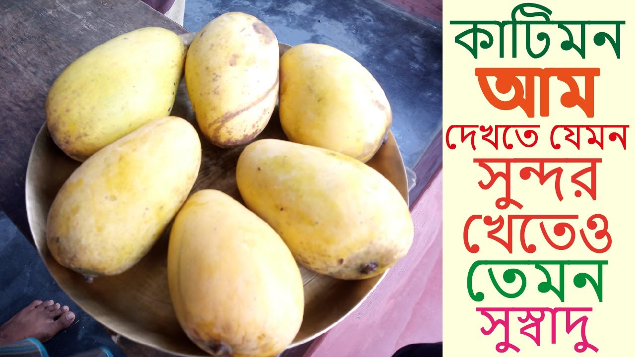 যেমন দেখতে তেমন সুস্বাদু খেতে বারমাসি আম কাটিমন|| Katimon Mango ...