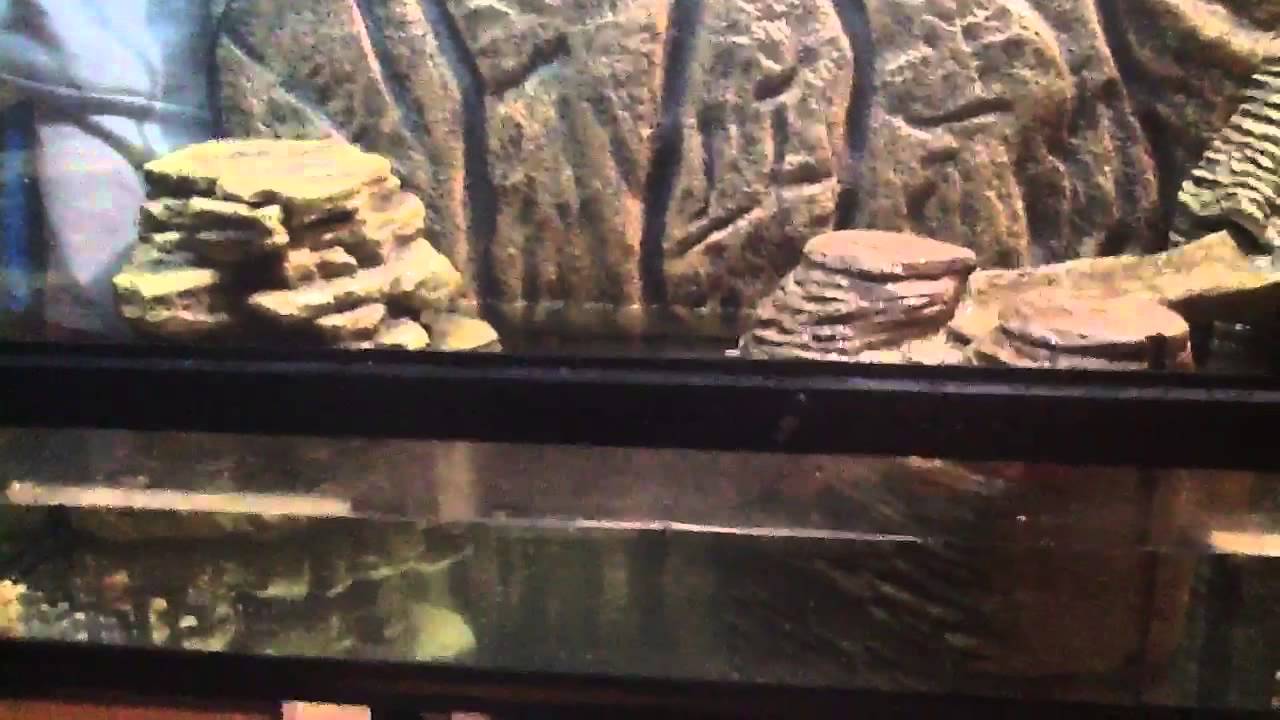 Semi aquatic water dragon setup - YouTube