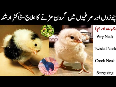 Wry Neck in Chickens | Causes, Prevention and Treatment | Poultry ...