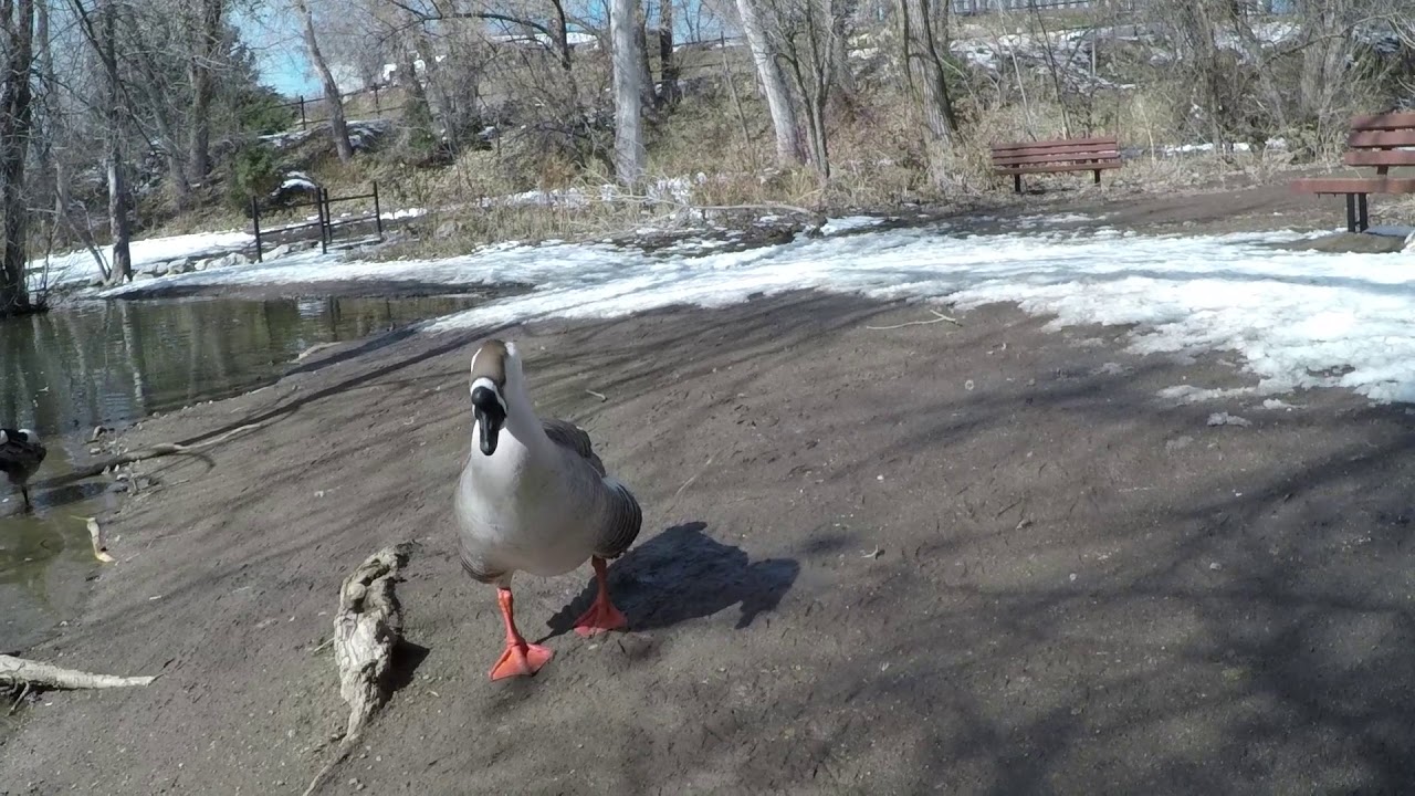 smart goose - YouTube