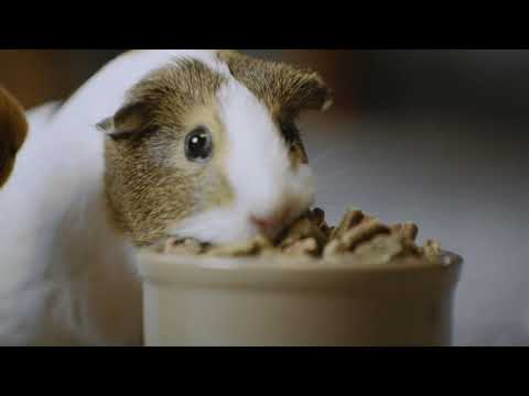 Field + Forest Guinea Pig