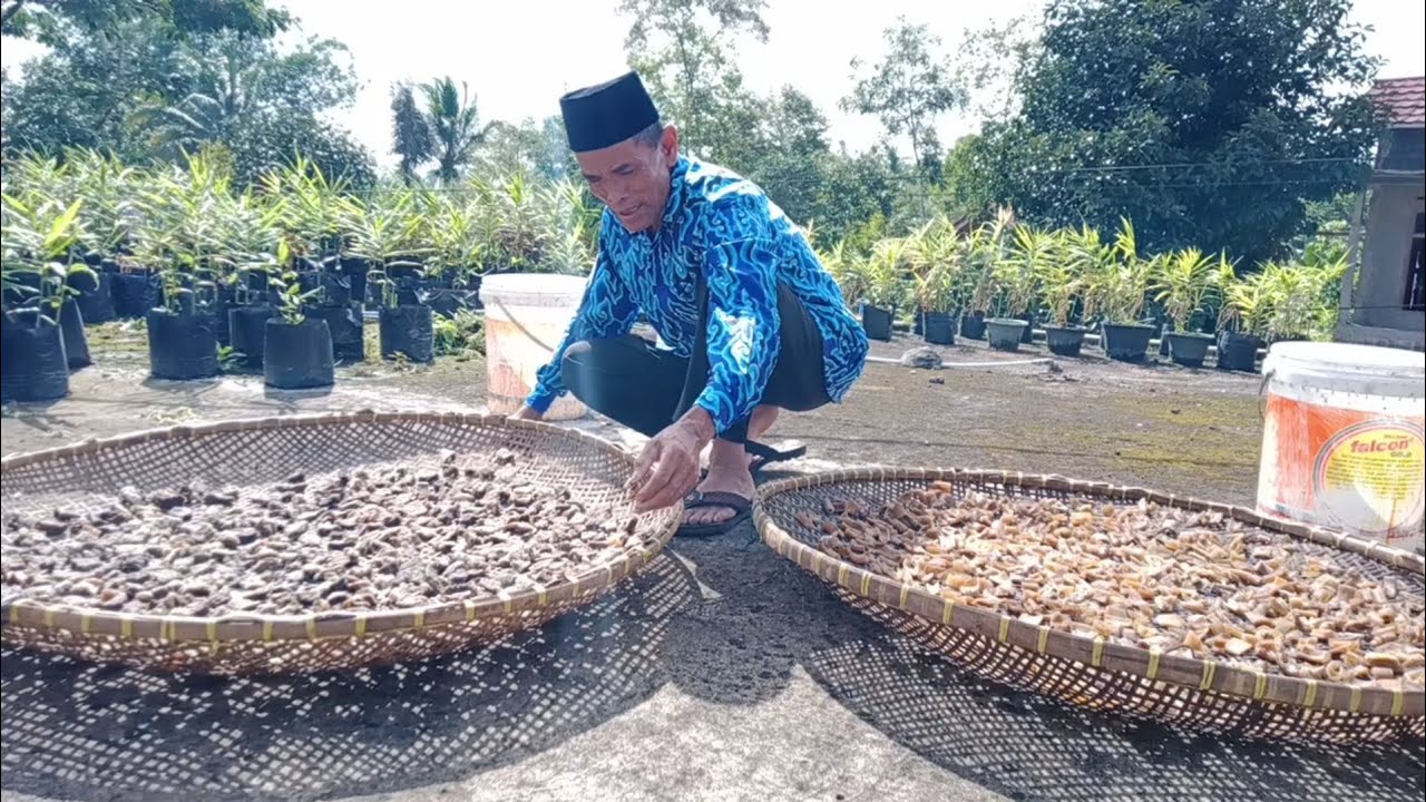SUAMI JEMUR SISA DAGING (SAYA BELUM FIT) - YouTube