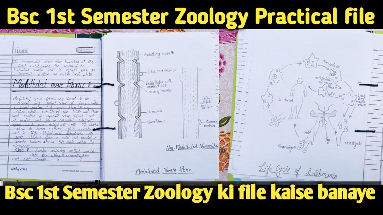 Bsc 1st Semester Zoology Practical File📒Zoology ki file kaise banaye ...