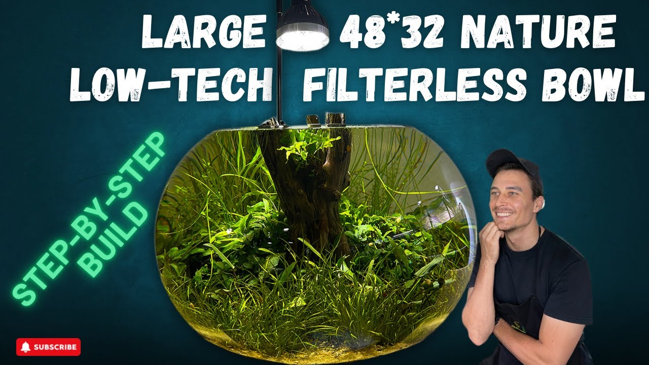 BUILDING A LARGE 48*32 CM LOW-TECH FILTERLESS NATURE STYLE BOWL TANK ...