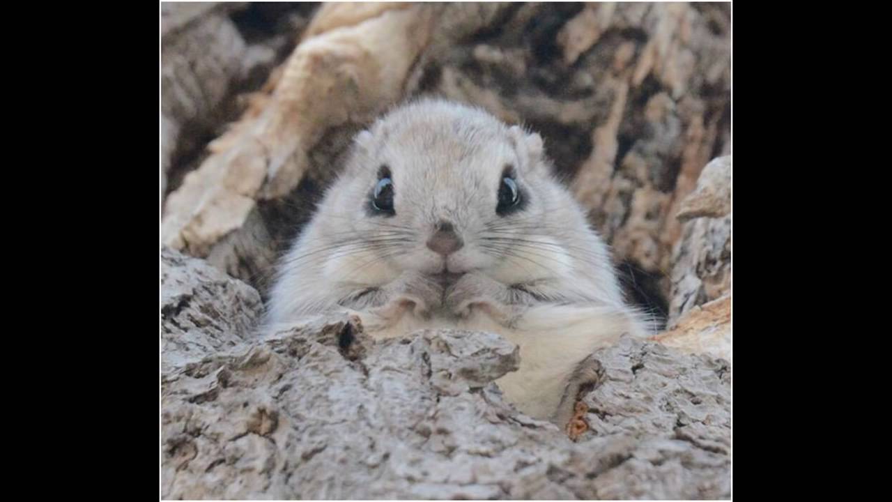 Interesting and unpopular animals from the island of Hokkaido. Милая ...