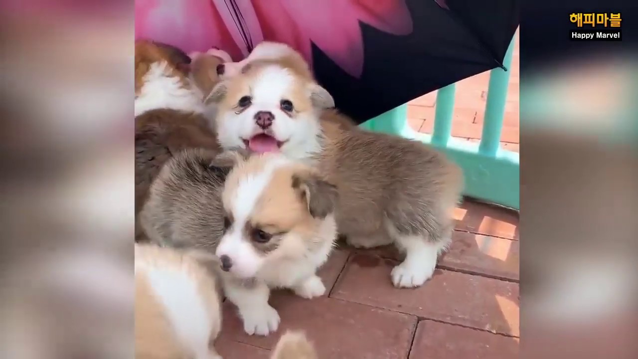 Cutest Dogs 2020 | Top 10 Cutest Dog Moments (Must Watch) - YouTube
