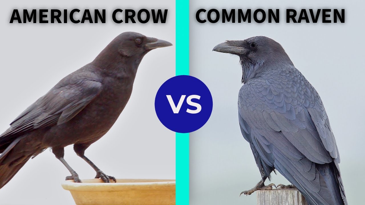 American Crow vs. Common Raven - Bird ID Made Easy - YouTube