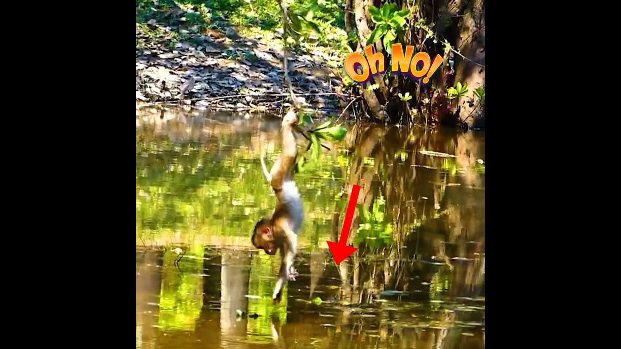 Oh wow monkey Libby chasing bite Leo so bad poor boy run to climb the tree and leave from mum ...