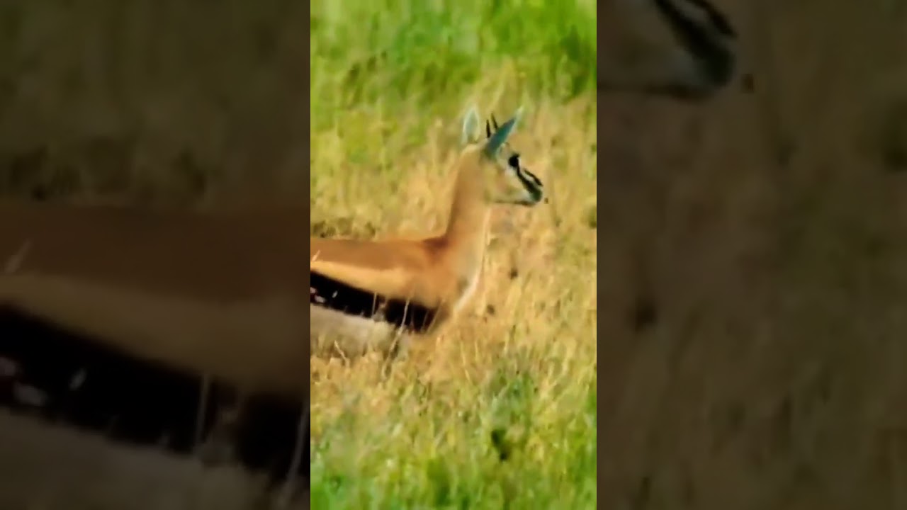 Tiger vs Deer Fight video 🤣🤣🤣 - YouTube