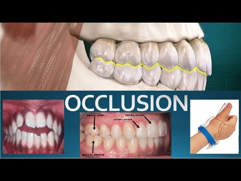 occlusal curves and occlusion 2 - YouTube