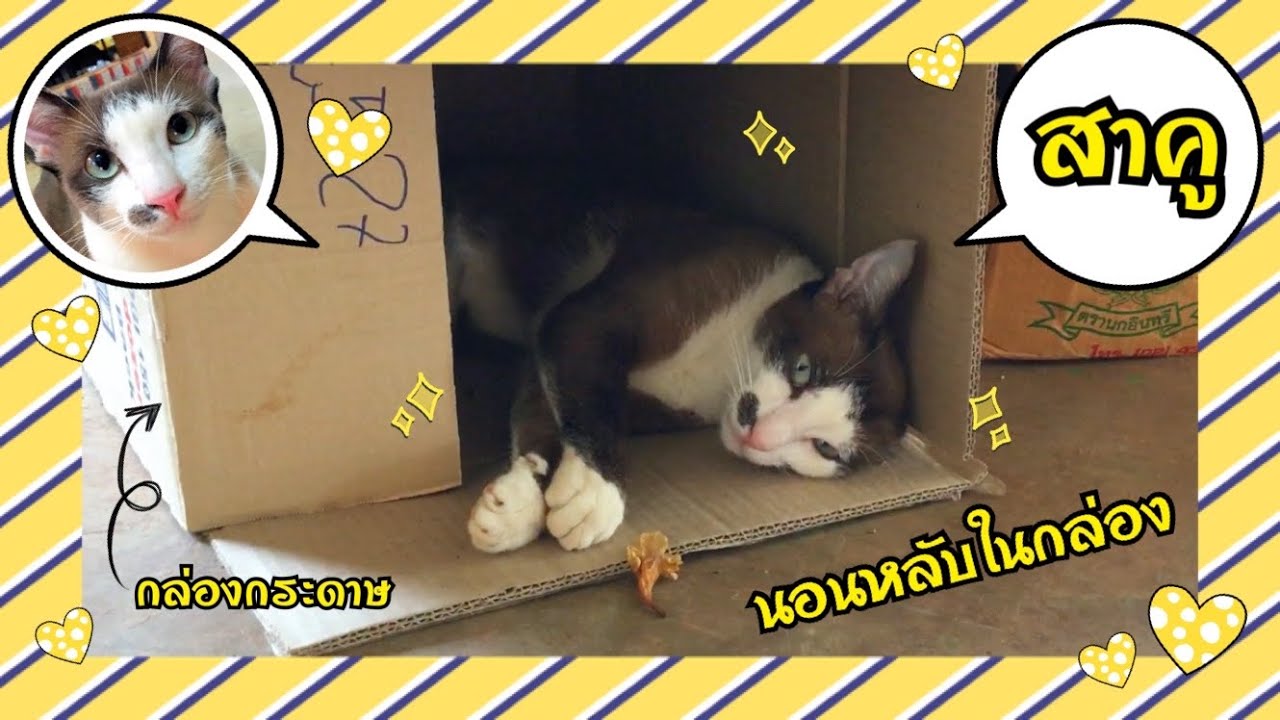 CAT || สาคูนอนหลับในลังกระดาษกองโต || Aui & Cat - YouTube