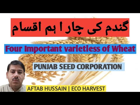 Four Important Wheat Varieties for Barani Areas | Best Wheat for ...