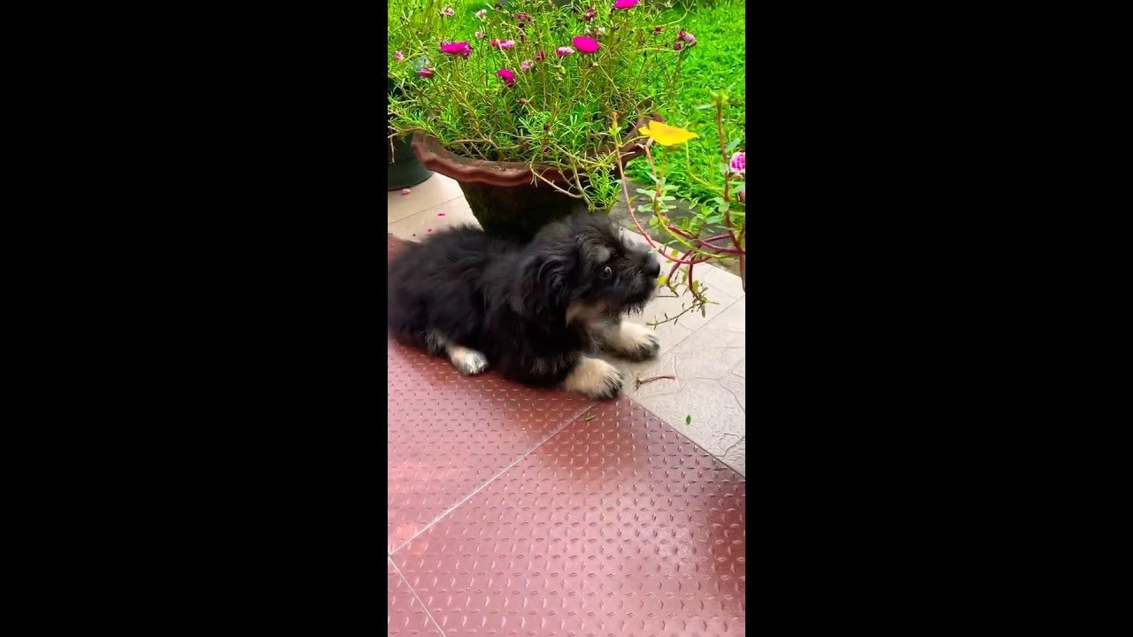 Flowers getting destroyed in the Monastery😅 - YouTube