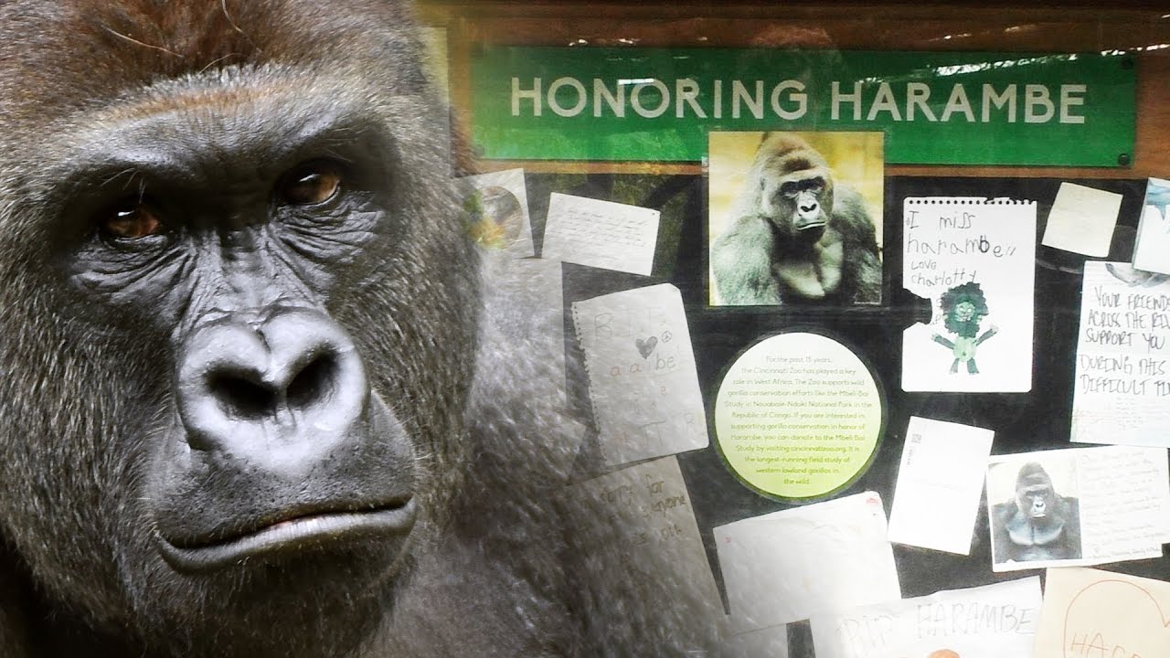 visiting the cincinnati zoo (RIP harambe) – Outlierlife 095 - YouTube