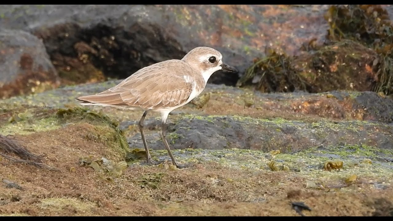 马来鸻 (雌鸟) Malaysian Plover Female - YouTube