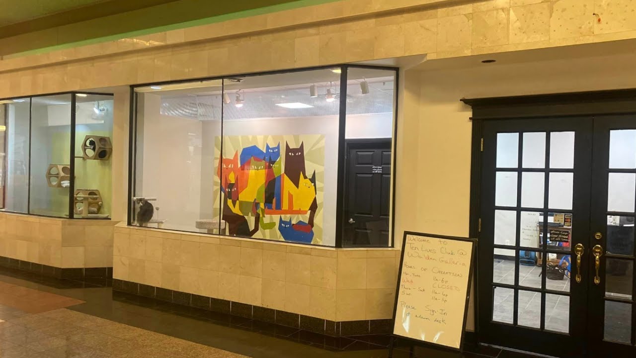 Ten Lives Club opens new adoption center inside Walden Galleria - YouTube