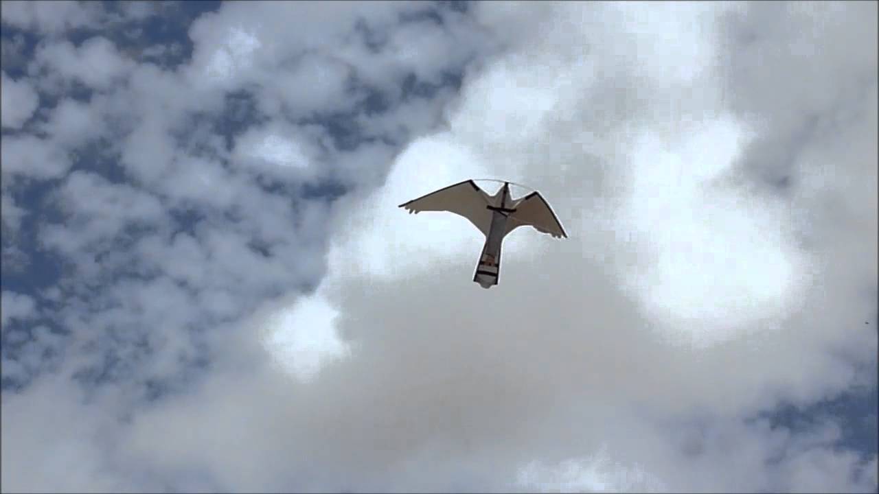 Bird Control Hawk Kite Flying - YouTube