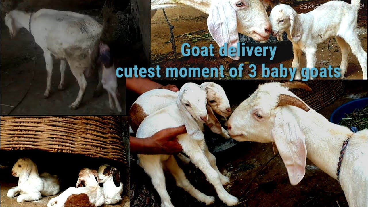 Cute baby goats|goat gives birth to 3 babies|goat delivery|cutest ...