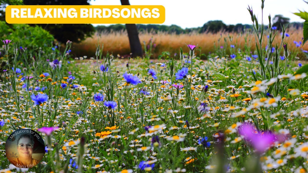 4K Relaxing Meadow with Ambient Bird Songs (Nature Ambiance) - YouTube