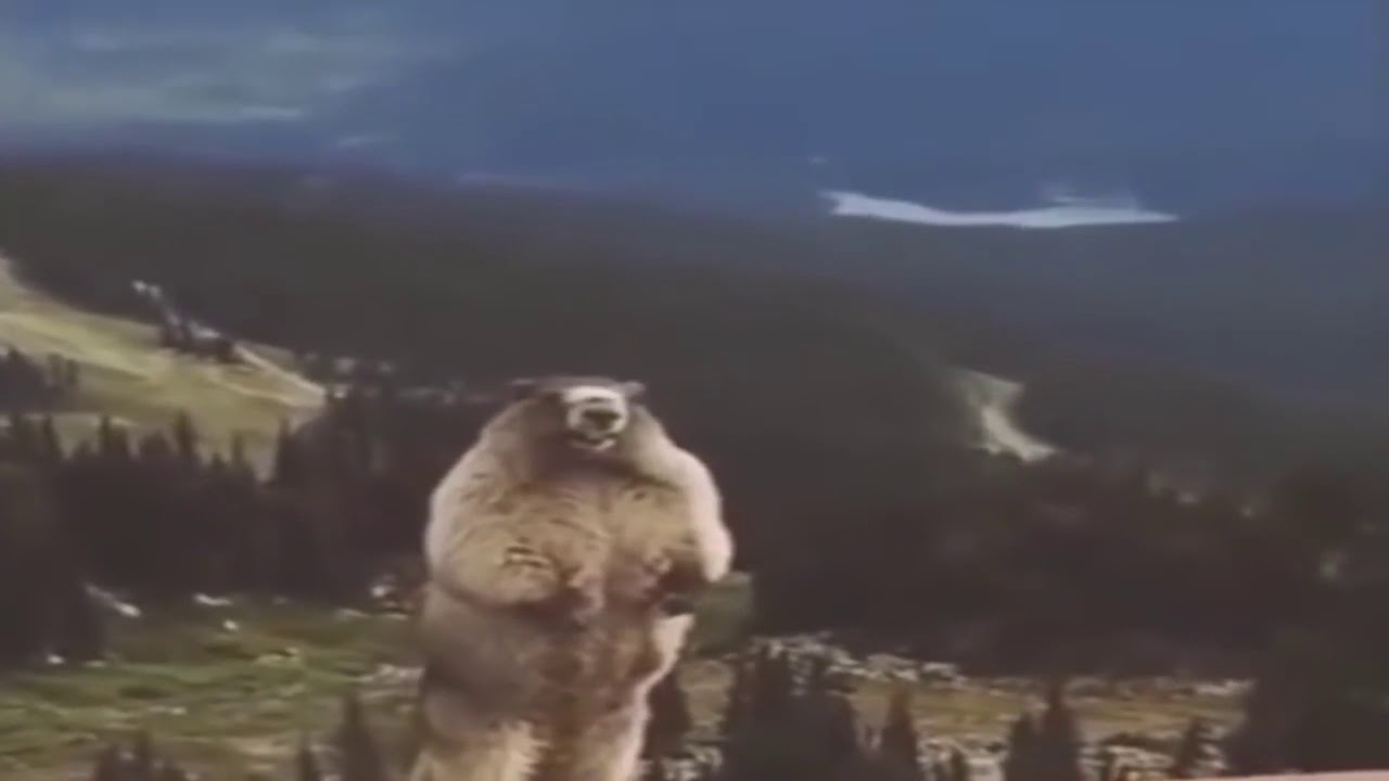 Castor gritando meme - YouTube