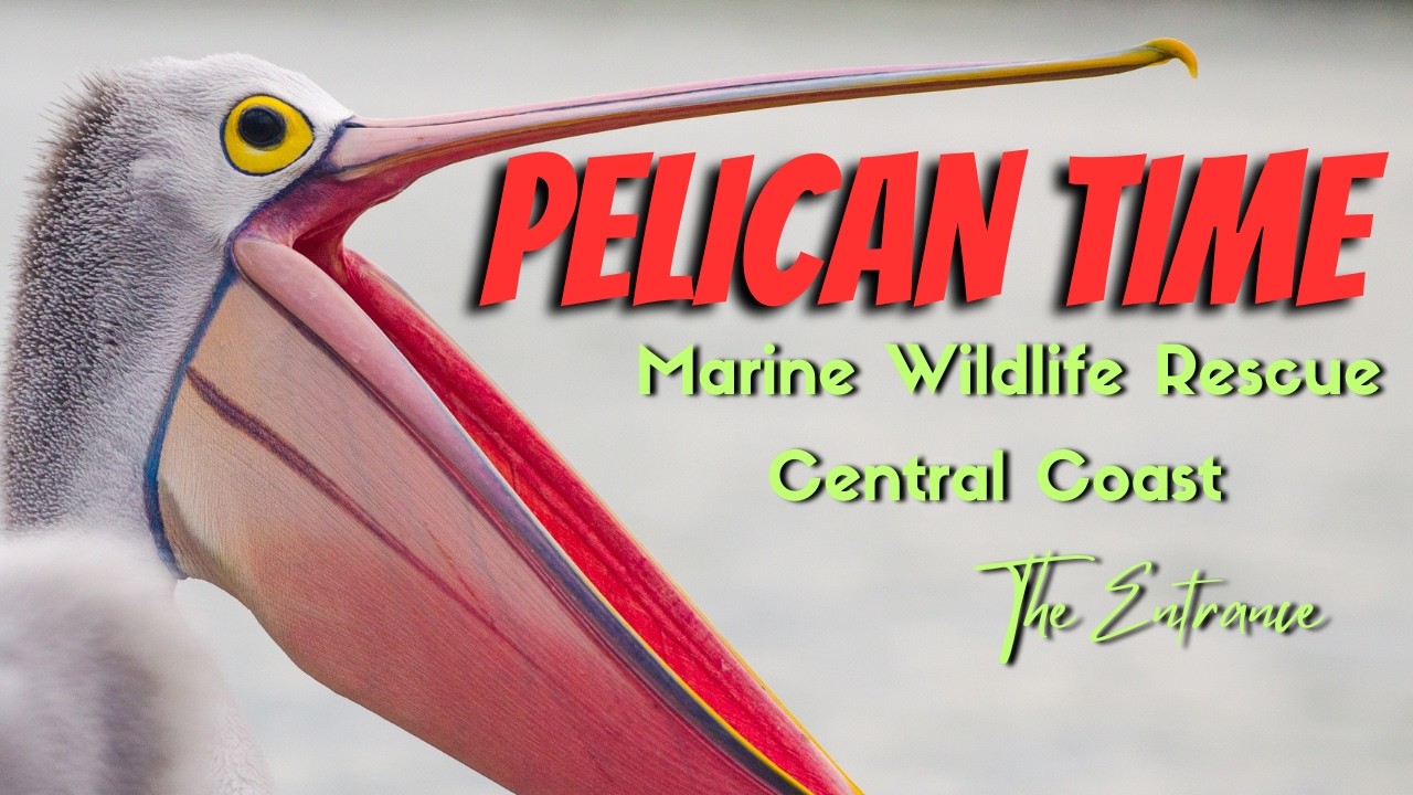 Pelican Time with Marine Wildlife Rescue Central Coast | Pelican ...