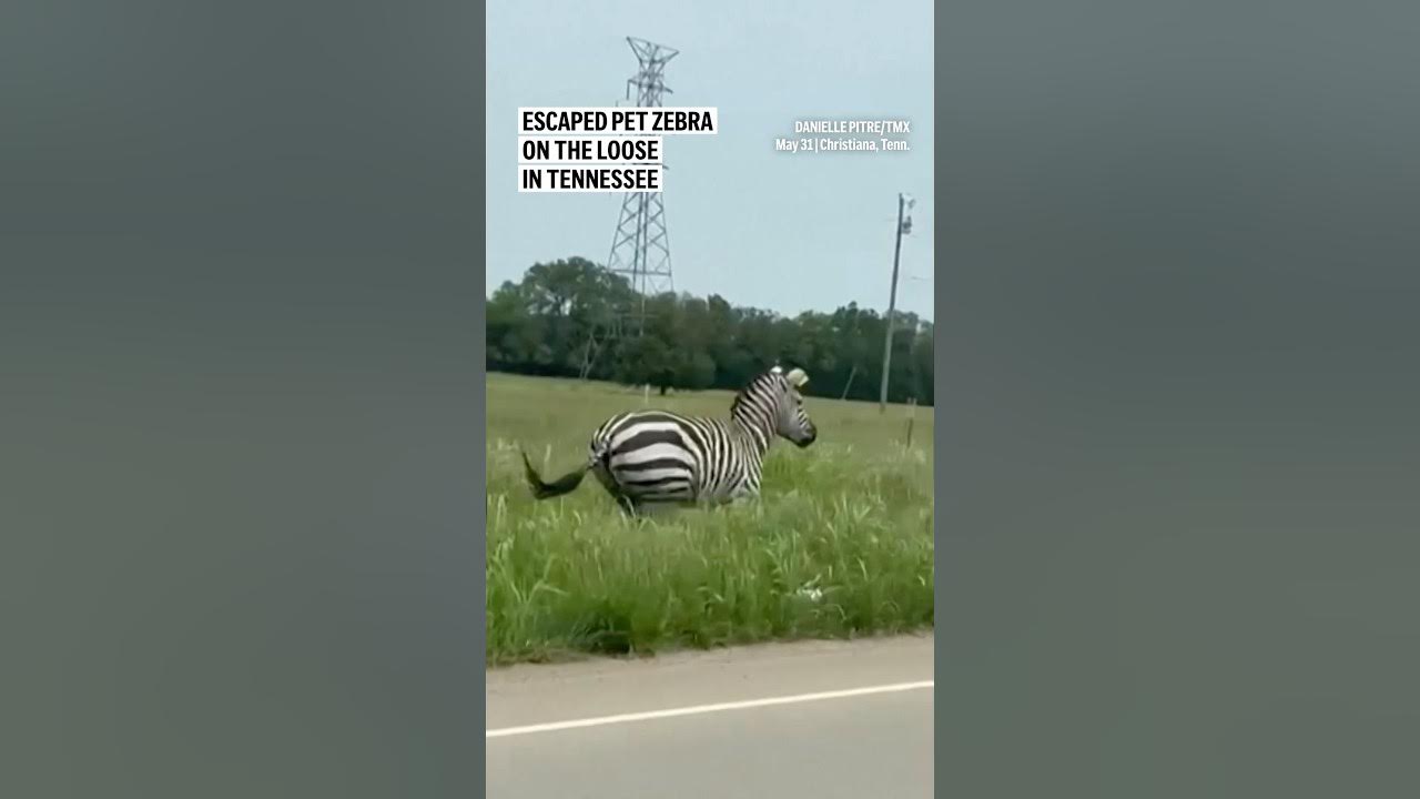 Escaped pet zebra on the loose in Tennessee - YouTube